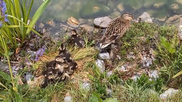 M  Ravel   Concerto for Piano and Orchestra No  1, G major/М. Равель Концерт для фортепиано с оркест
