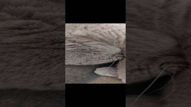 Проснулись только усы 〰️