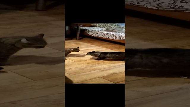 внезапная встреча двух котэ ???