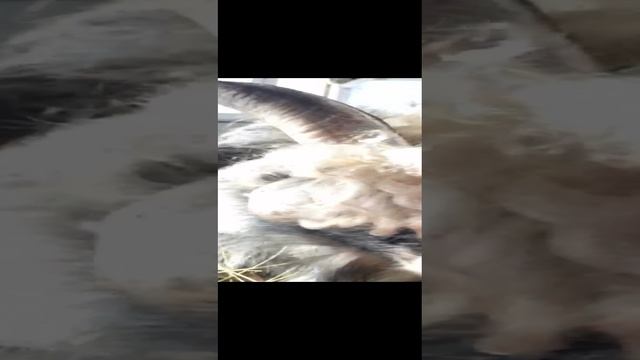 Козлик с аппетитом ест принесенную детьми морковку