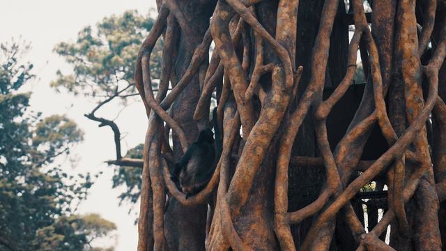 Джунгли. Сокровища зеленого мира