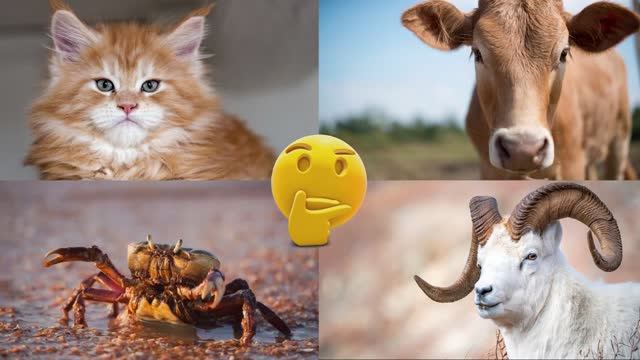 Развивающее видео для детей про животных | Угадай, где правильный ответ! | Выпуск 12