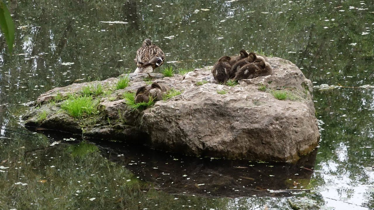 Утята - 3 недели (3.06.2023)