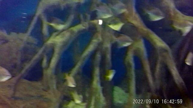 ОКЕАНАРИУМ