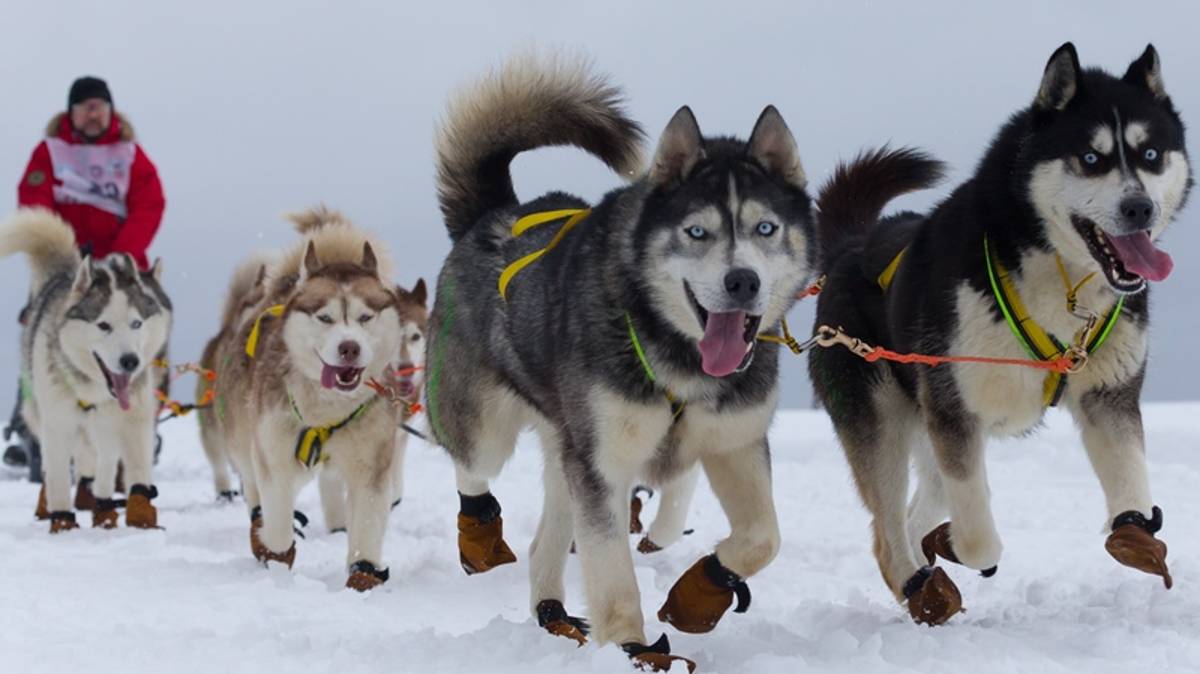 Гонка на собаках "Северная Надежда"