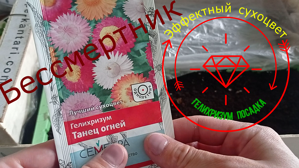 Гелихризум.Гелихризум посадка#гелихризум#гелихризумпосадка#гелихризумизсемян#бессмертник#сухоцвет#ге
