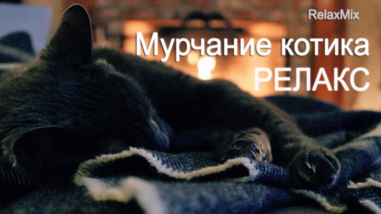 Лечебное мурлыканье кошки. Релакс.