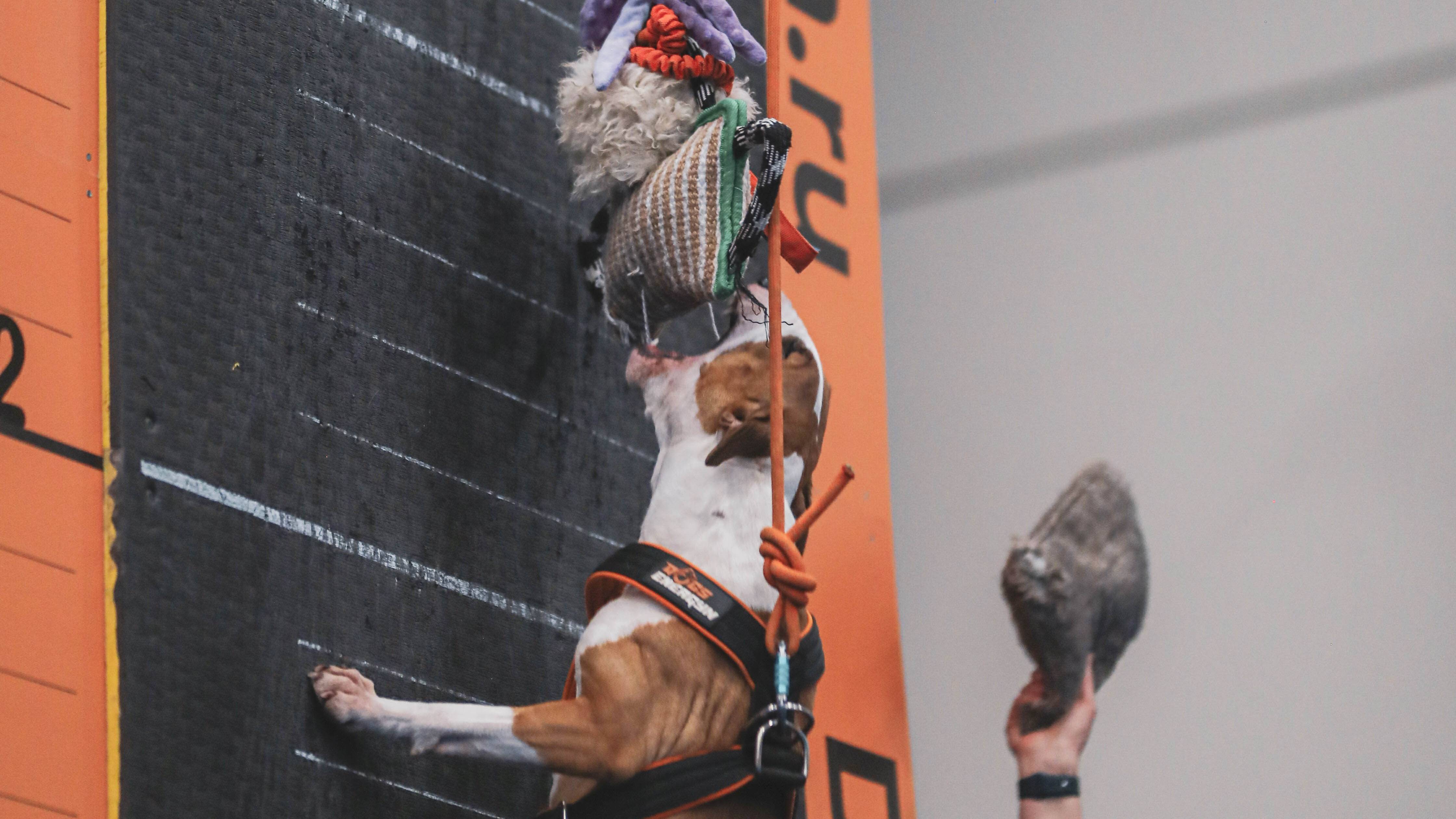 Бультерьер Лекси на соревнованиях по пит-стафф многоборью DogsEnergym 23.11.2024