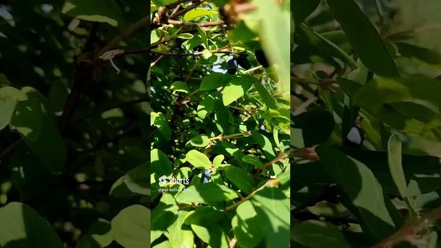 жимолость #yummy #ягода молодости #вкусняшка