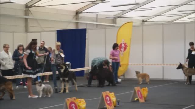 Мурманск, выставка собак 7.06.2015