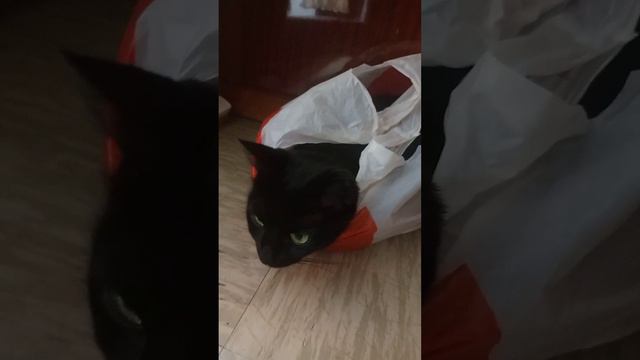 Кошка Алиса в любимом пакете