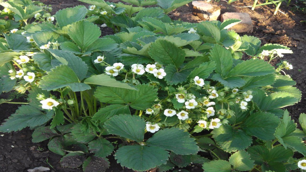 ЧЕМ  ПОДКОРМИТЬ КЛУБНИКУ ДЛЯ  КРУПНОСТИ ЯГОД ВО ВРЕМЯ  АКТИВНОГО  ЦВЕТЕНИЯ И ОБРАЗОВАНИЯ  ЯГОД