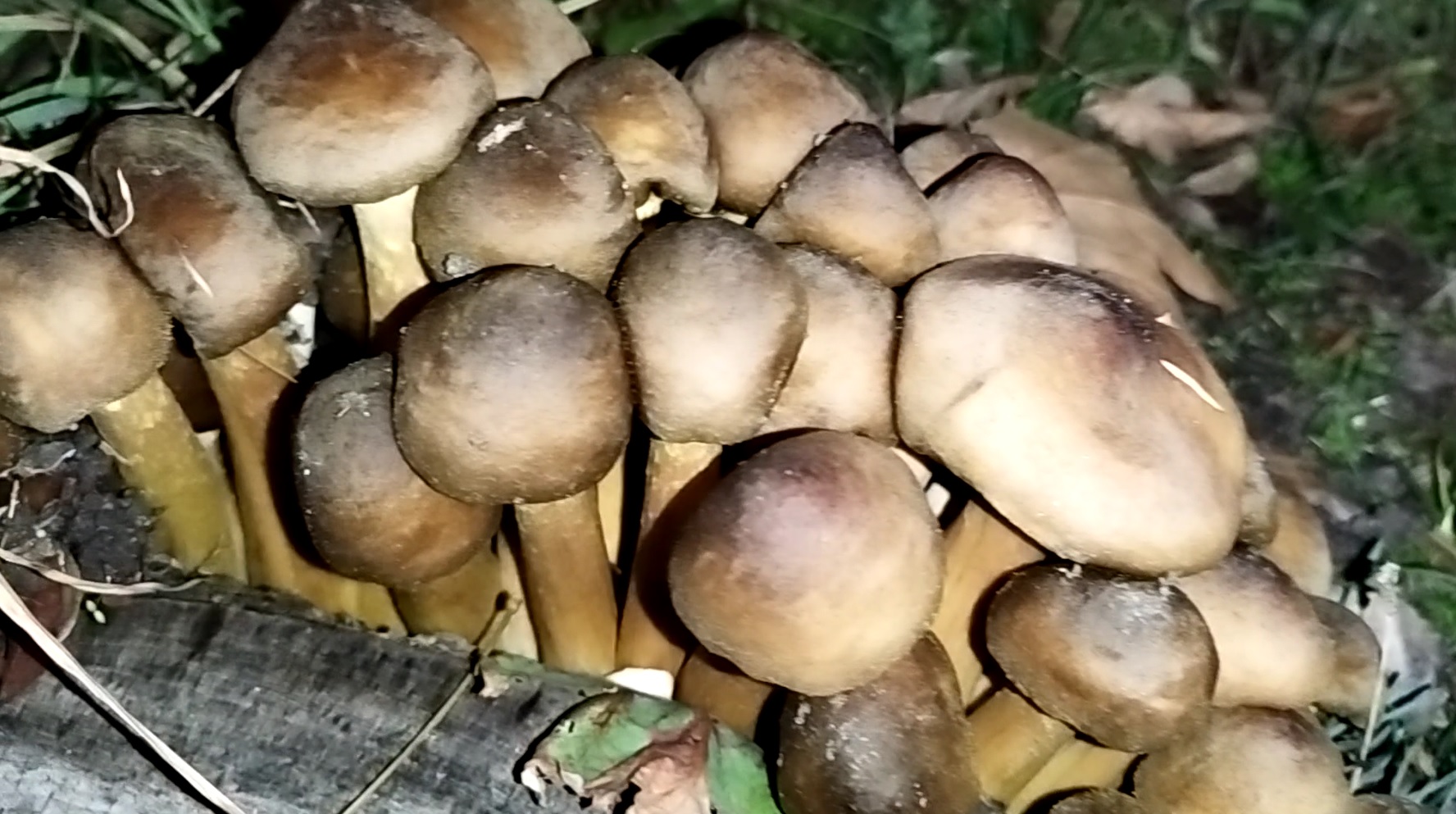 Опята медовые, 3 декабря 2022