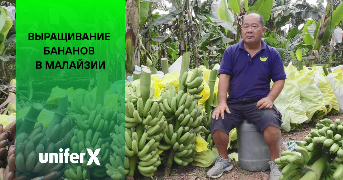 Бананы / Выращивание бананов в Малайзии / Вуксал на бананах