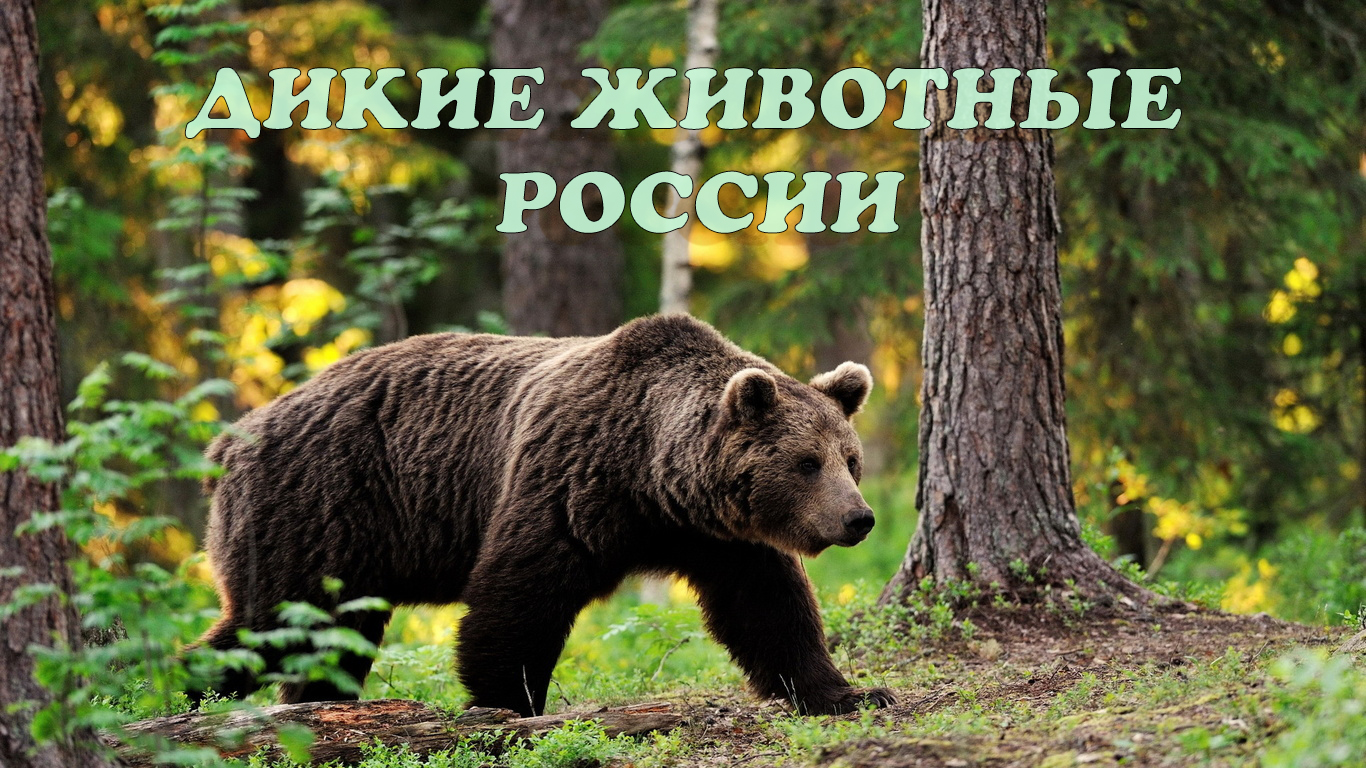 Дикие животные. Обучающее видео для детей