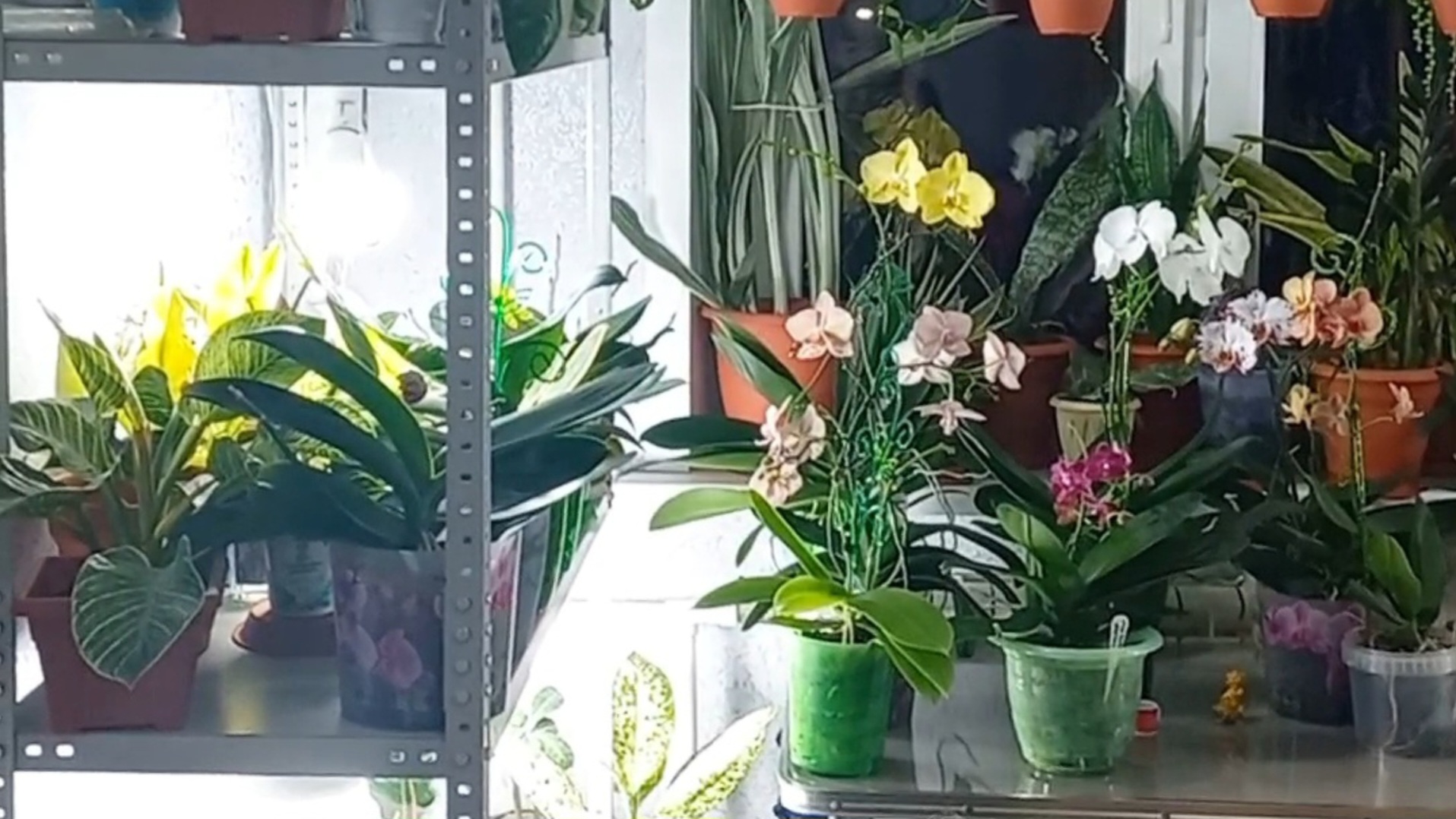 Не успеваю раздавать!?Какое у вас самое быстрое растение??Цветы в домашних условиях?#shorts