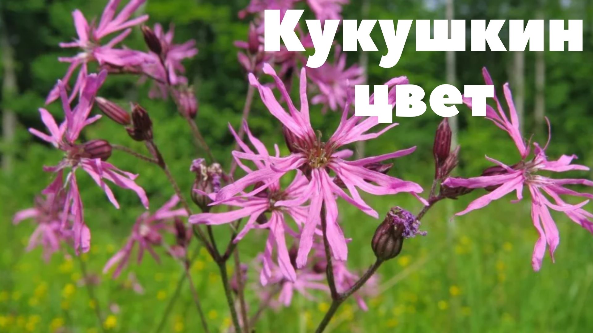 Кукушкин цвет.  Красивое растение из гвоздичных