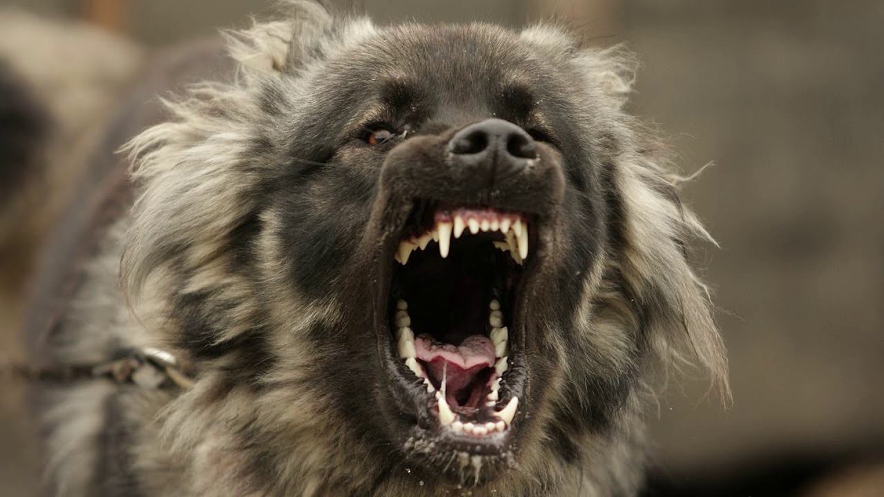 ТОП 5 пород, которые следует обходить стороной