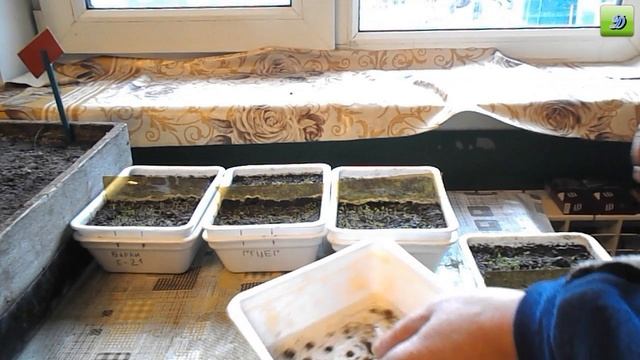 Табак полив