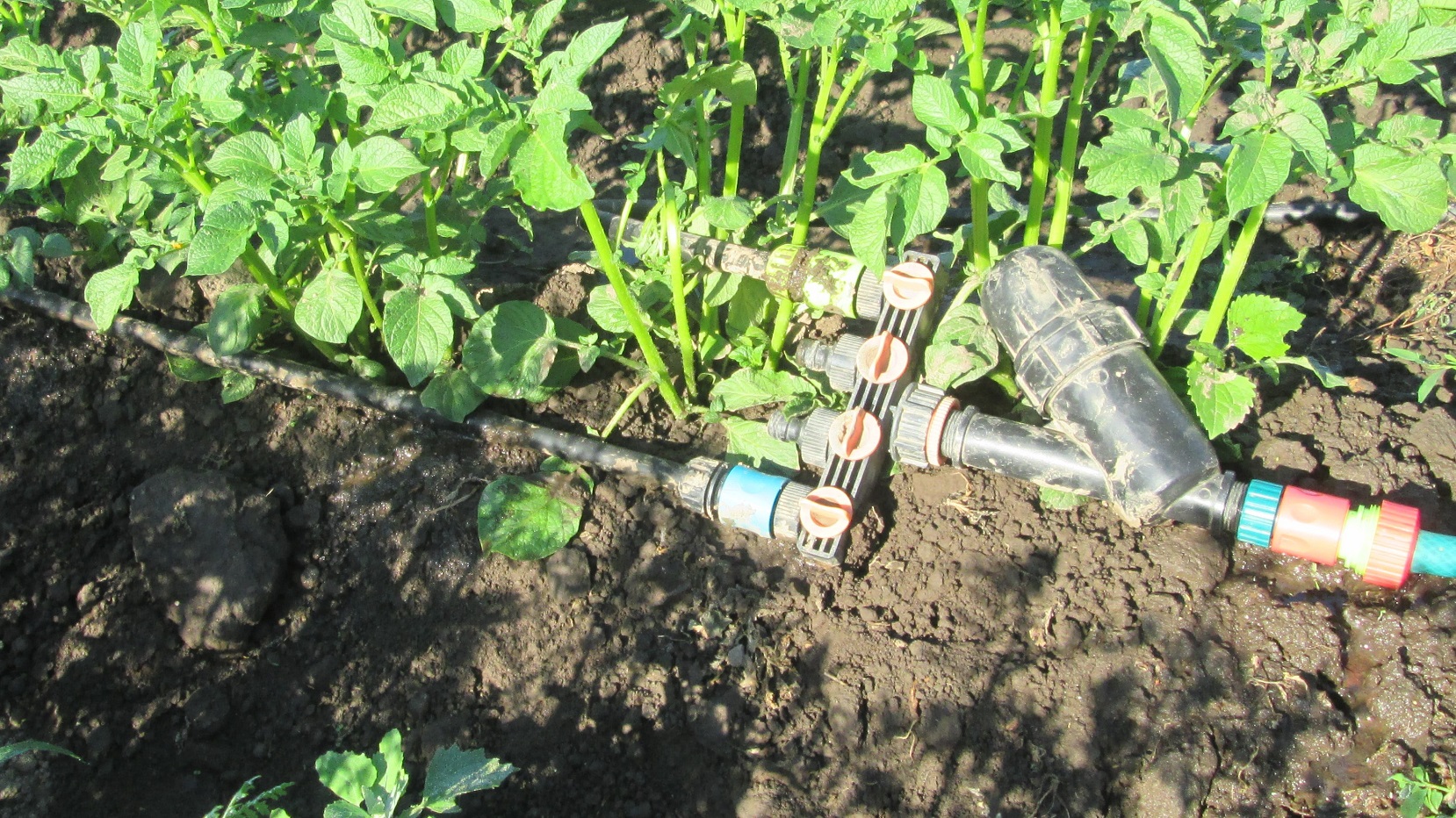 Капельный полив картофеля