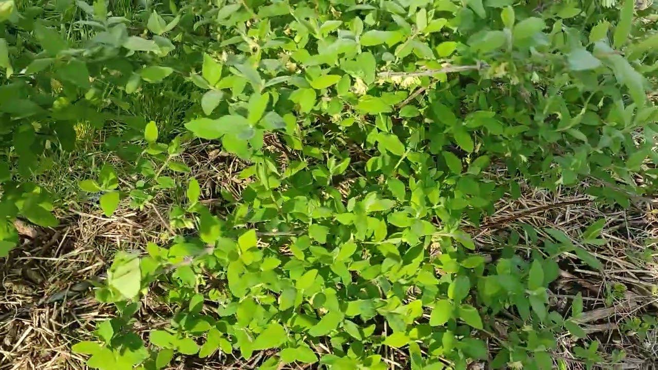 Мое мнение о сортах опылителях жимолости.