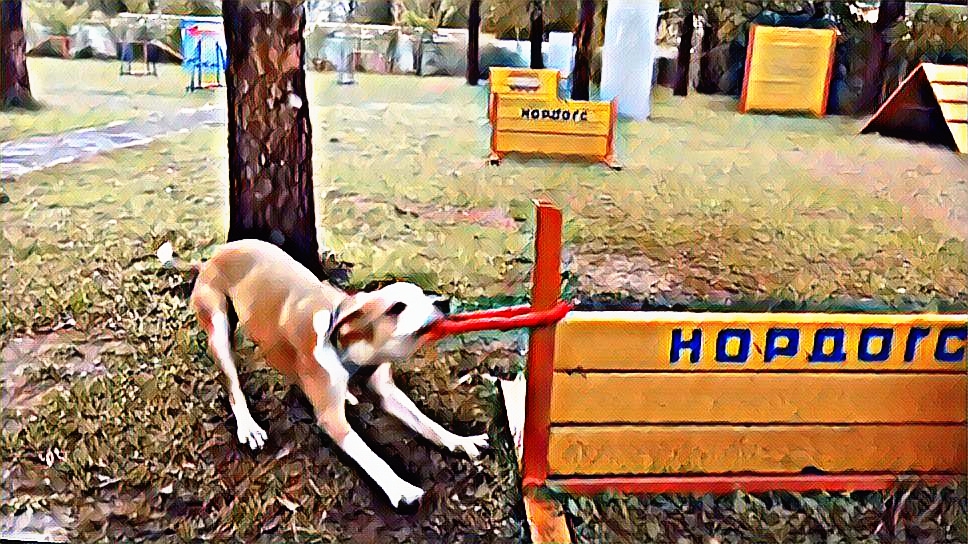 Марфа - а.с.т.
Развитие сообразительности