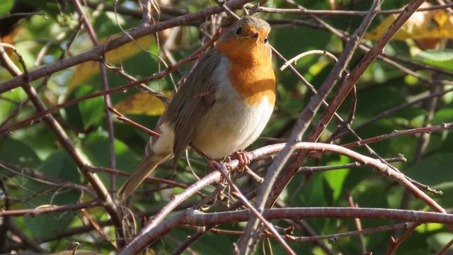 Зарянка (Малиновка, Robin)-#11, Крылатское, 14 сентября 2024