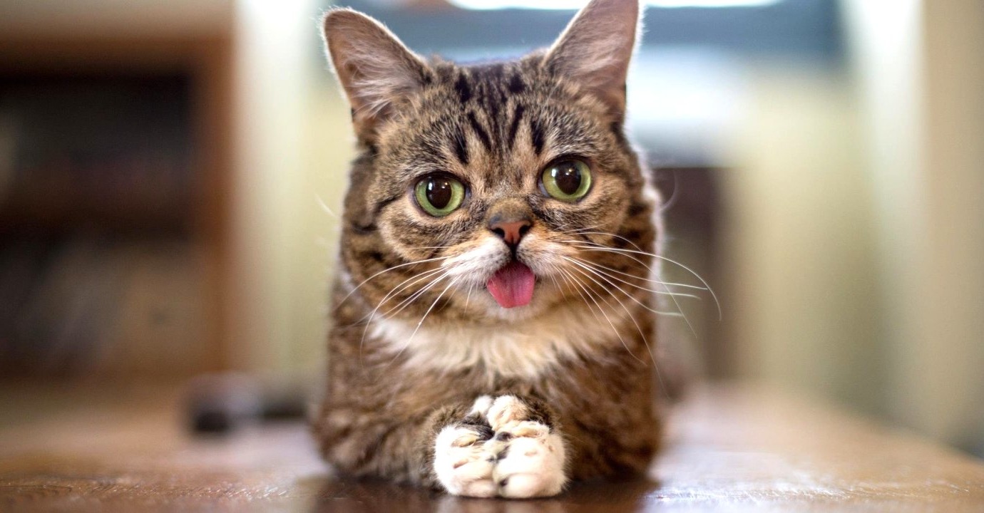 Самые смешные видео приколы с животными! Видео с котиками и собаками 2022 №17