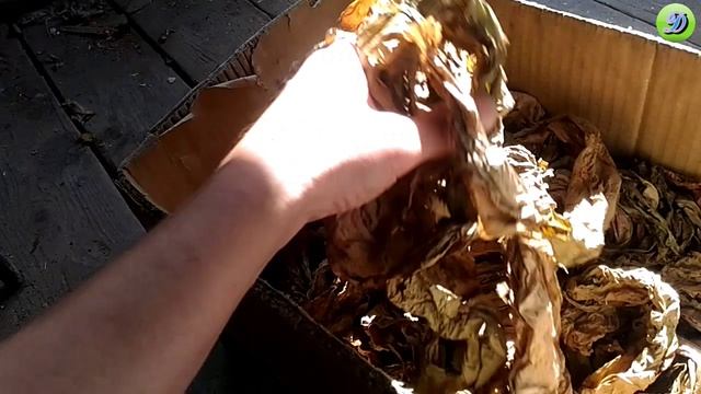 Табак в конце августа.