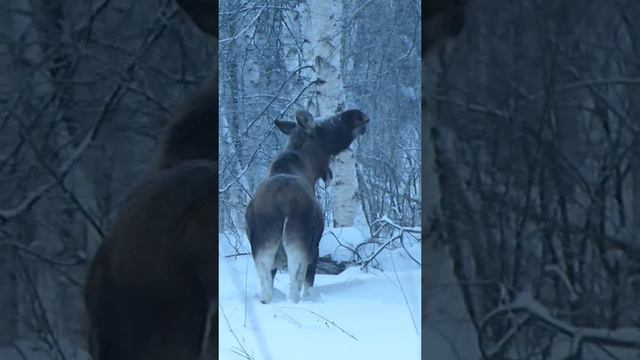 Однажды зимой.