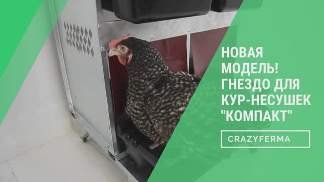 Куры расклевали все яйца в курятнике_ 100% способ решить это прямо сейчас!