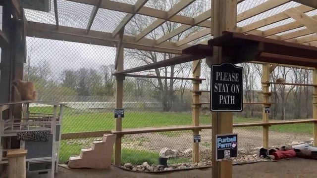 питомник-для кошек в сша 30.04.2024