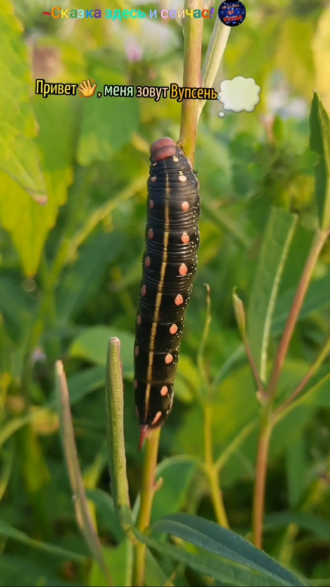 ~Семейство гусениц🐛