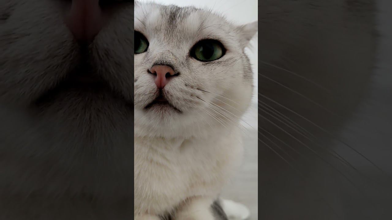 Генетика #Кокос #cat #catlover #котики #тренды #рекомендации