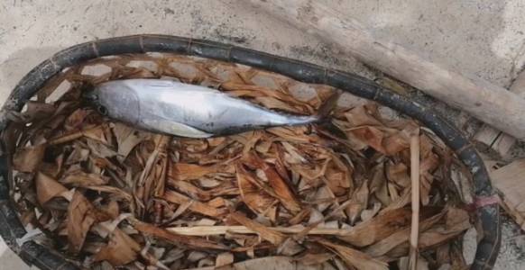 Занзибар 2021. Дешевый рыбный рынок на пляже Кендва. Канал Тутси Влог.