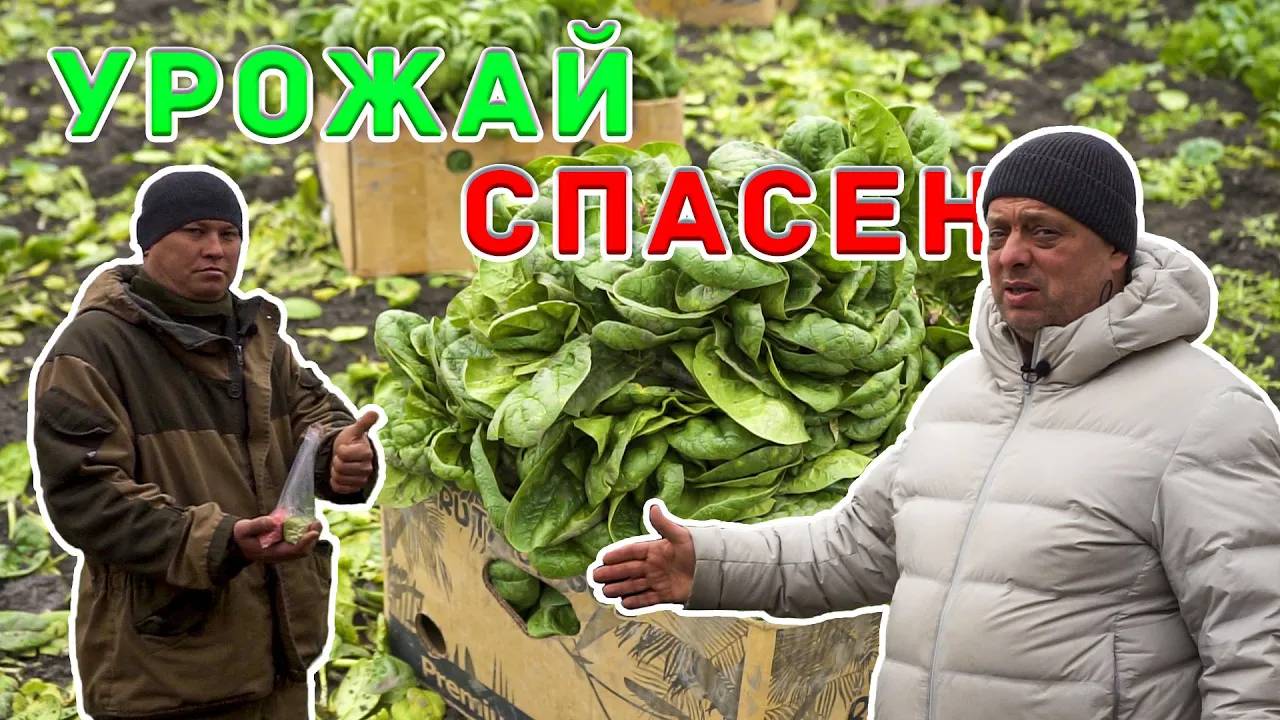 Выбросили 100% урожая