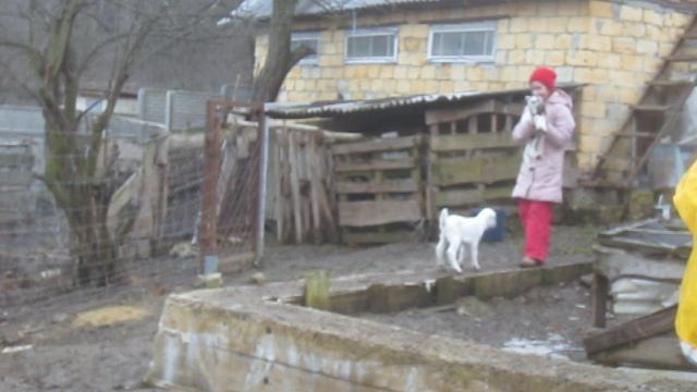 Игра козлят