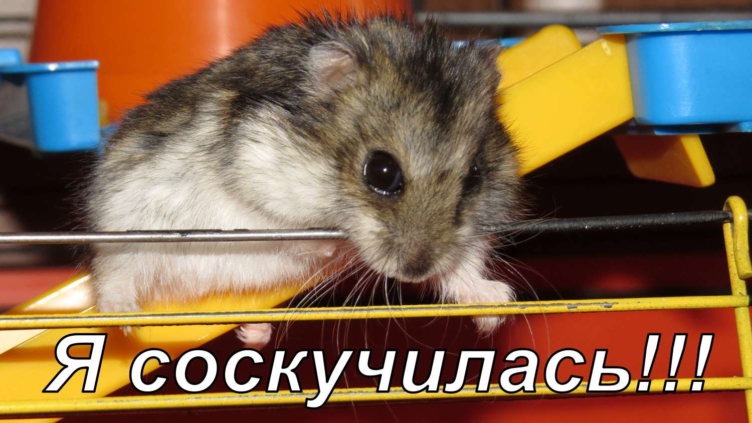 Хомячок не видел хозяина 2 дня и не хочет слезать с его рук.