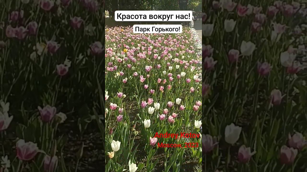 Красота вокруг нас! Парк Горького. #moscow #2023 #красотавокругнас @Kotov.Andrey
