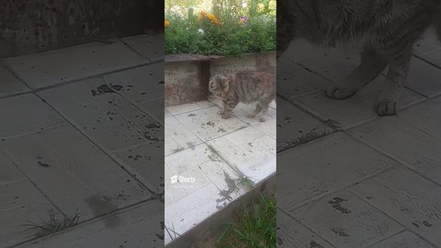 ❗К нам на помощь на дачу пришла кошечка❗