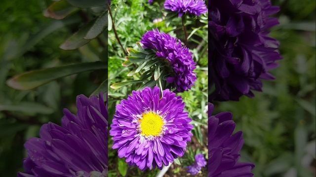 ЦВЕТОЧНАЯ КРАСОТА!🏵🌸🌼