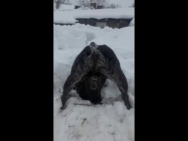 Колокольчики