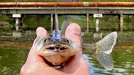 Сложная рыбалка на спиннинг на реке Ольховка в НЕпогоду. Ловля судака на джиг