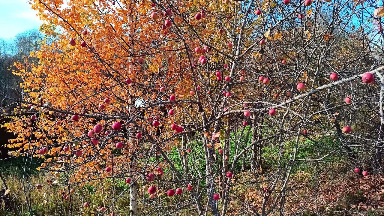Яблоки на ветру