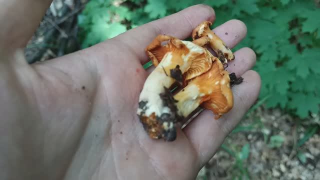 ОТец ищет грибы 12 августа