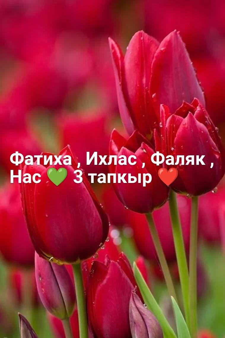 Quran ❤️ Фатиха Ихлас Фаляк Нас 💚 Татар Макамы ❤️