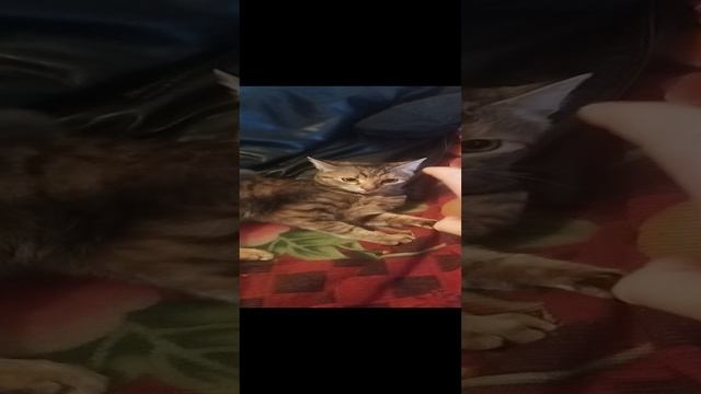 VID_20230205_090735.mp4