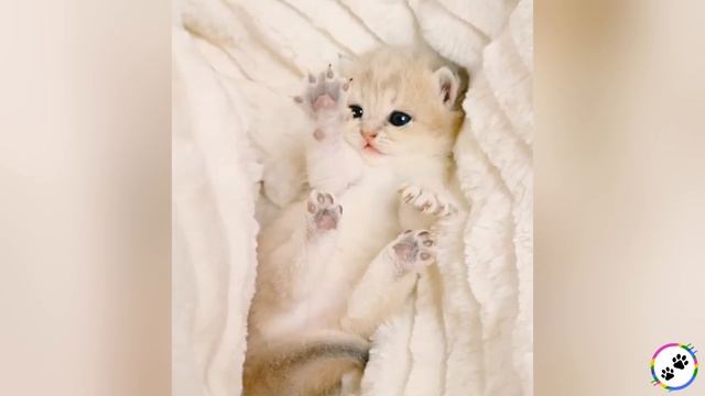 Забавные питомцы #74