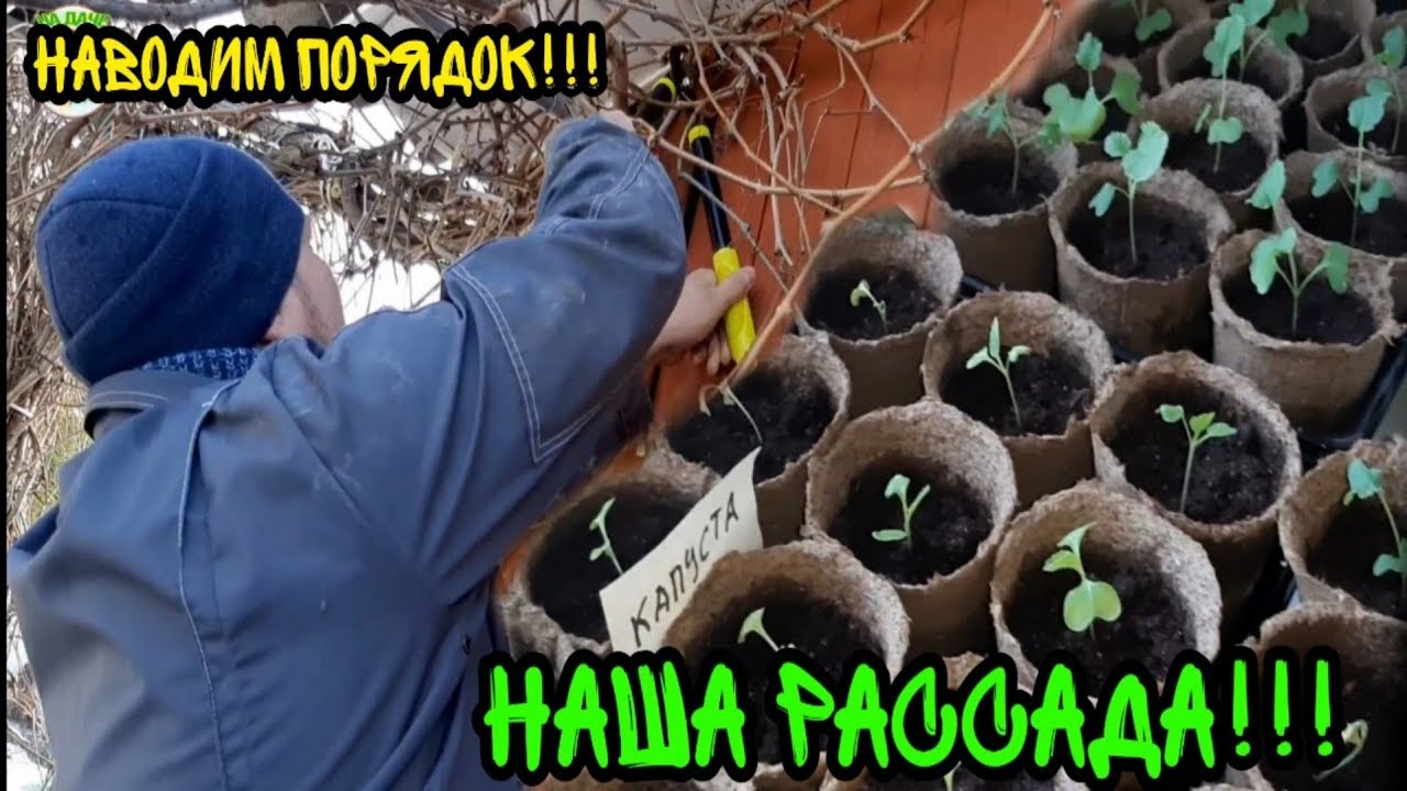 Наводим порядок на ДАЧЕ,наша рассада,затопило теплицу,первый раз в бане,стрежем дикий виноград???