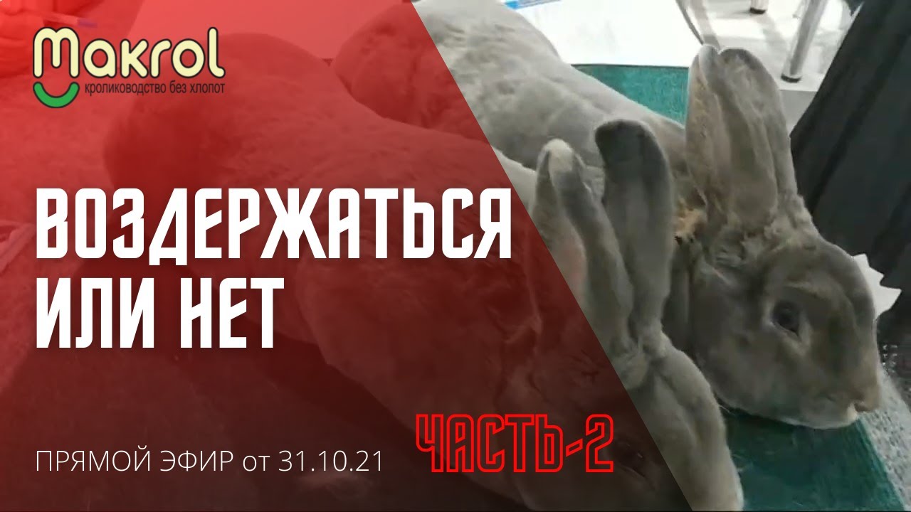 ⛔Длительное воздержание кролов. Когда и на сколько. #Макляк #Макрол.mp4